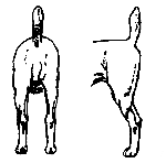 Breed Standard | JRTCGB