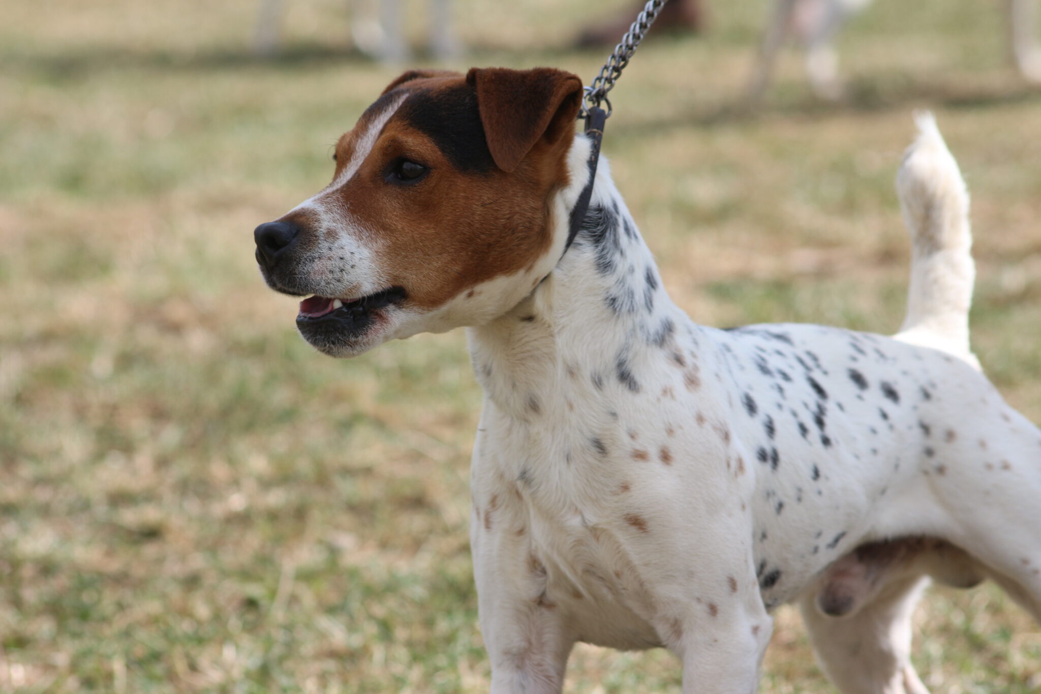 Training Tips for First-Time Jack Russell Terrier Owners - JRTCGB