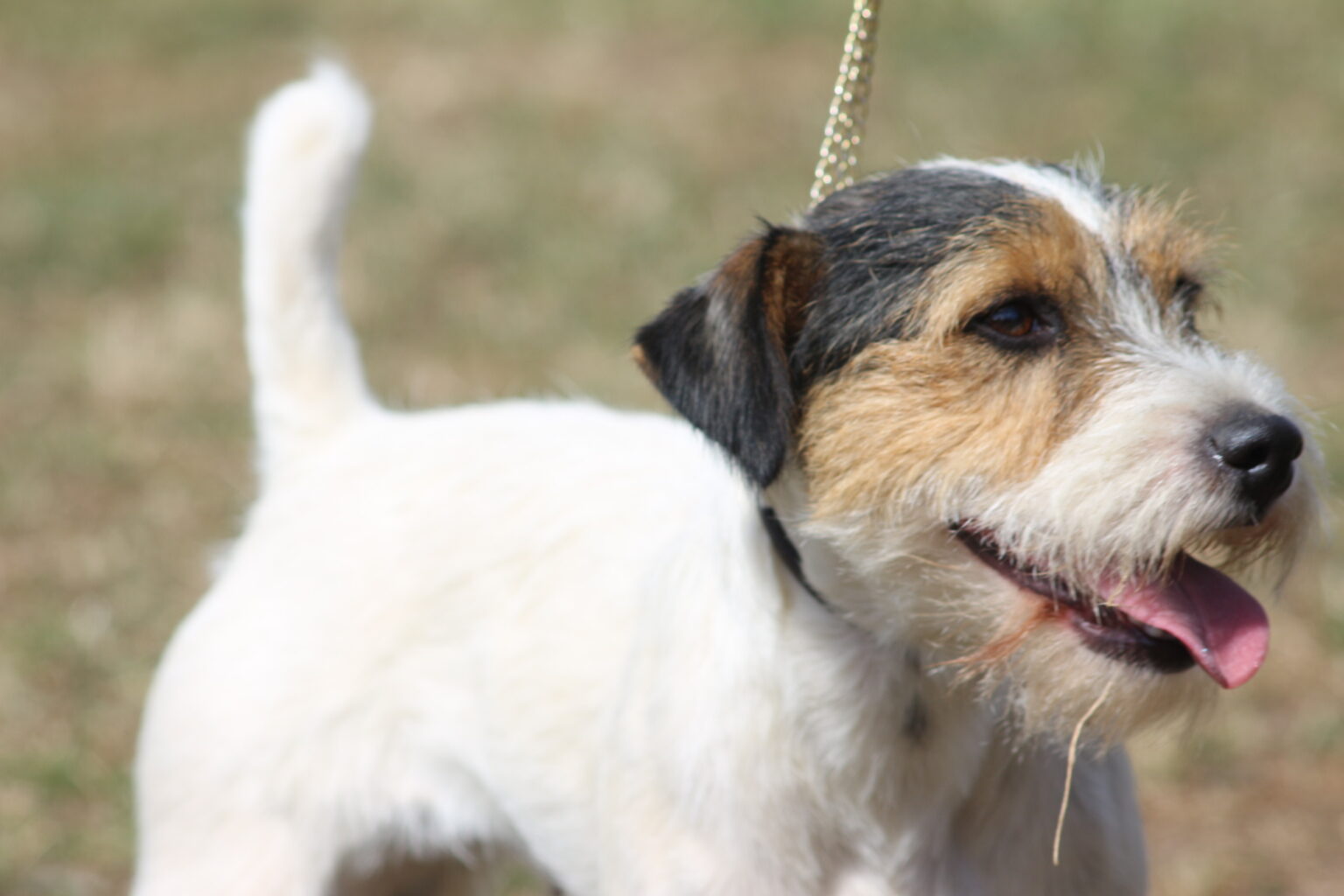 Training Tips for First-Time Jack Russell Terrier Owners - JRTCGB